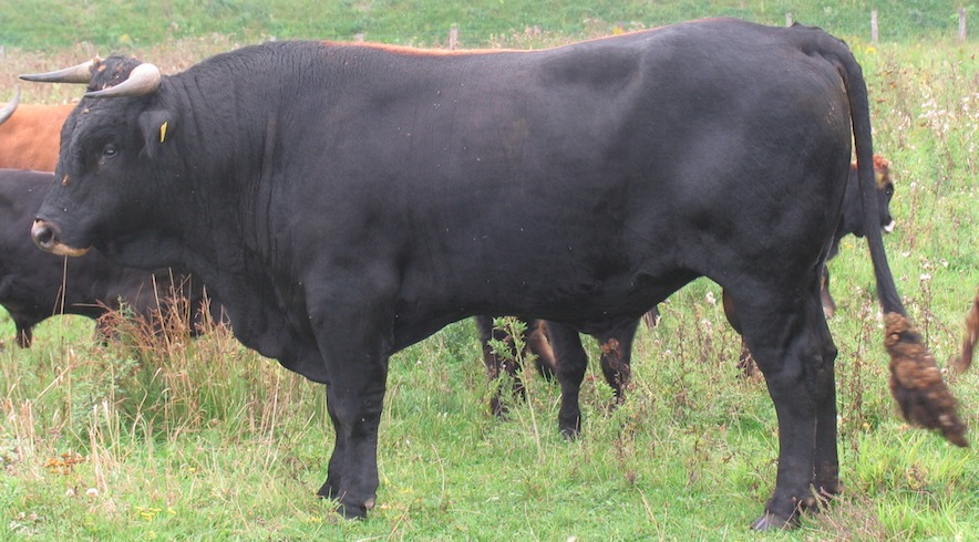 The Breeding-back Blog: Old or removed Taurus cattle born in the Lippeaue