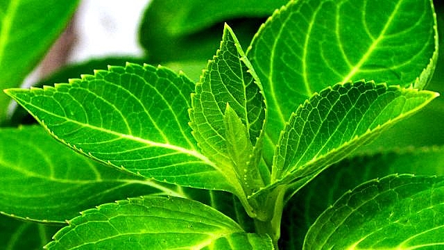 Tamron Adaptall-2 SP 28-80mm F3.5-4.2 Lens Review - ImagingPixel