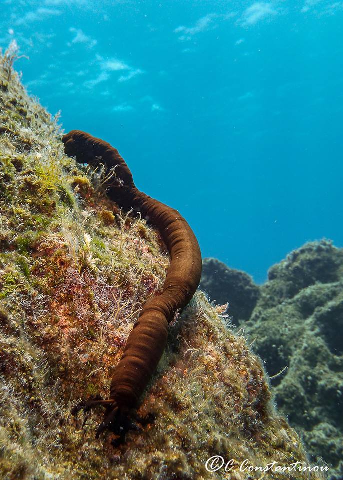 Biodiversity of Cyprus by NGO Protection of the Natural Heritage and ...