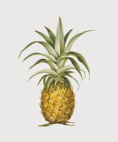 The Historical Grand Tour: History Highlight: Pineapples in Colonial ...