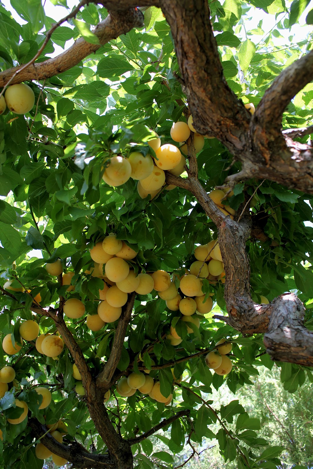 My Mountain Garden Gleanings: Peach and Yellow Plum Chutney