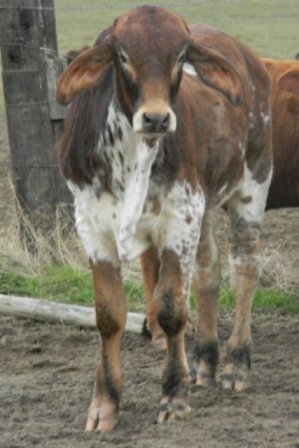 Rank: Bull Riding News: The Dr. Proctor Clones