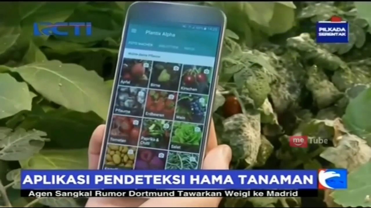 PLANTIX Aplikasi Pendeteksi Hama Tanaman
