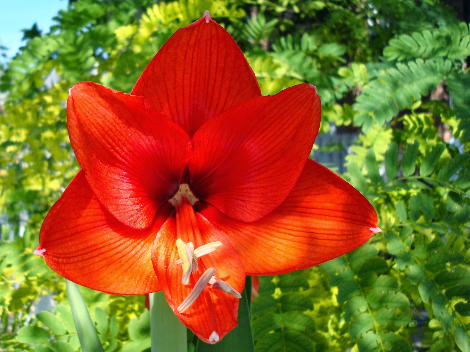 Flores Rojas, parte 6 - IMÁGENES PARA WHATSAPP ® y Fotos para perfiles