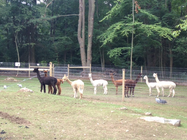 Dispatch from the Digital Health Frontier: September 2012