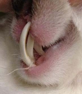 Hill Rise Rabbitry: Evaluating Rabbit Health