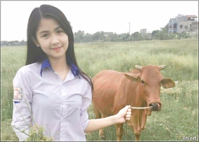 Tản Mạn: Bò Chưa Hẳn Ngu Đâu Nhé! (trải nghiệm người chăn bò) | IINI Blog