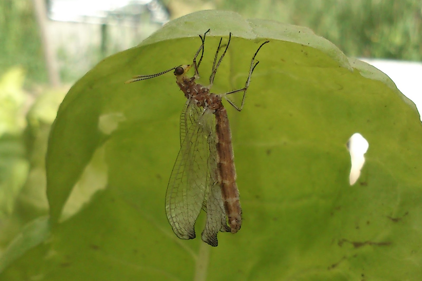 Amantes de la ornitología: Caprichos de la evolución: Mantispa styriaca