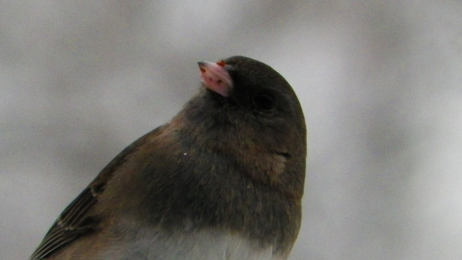 Sweete Felicity: December Days