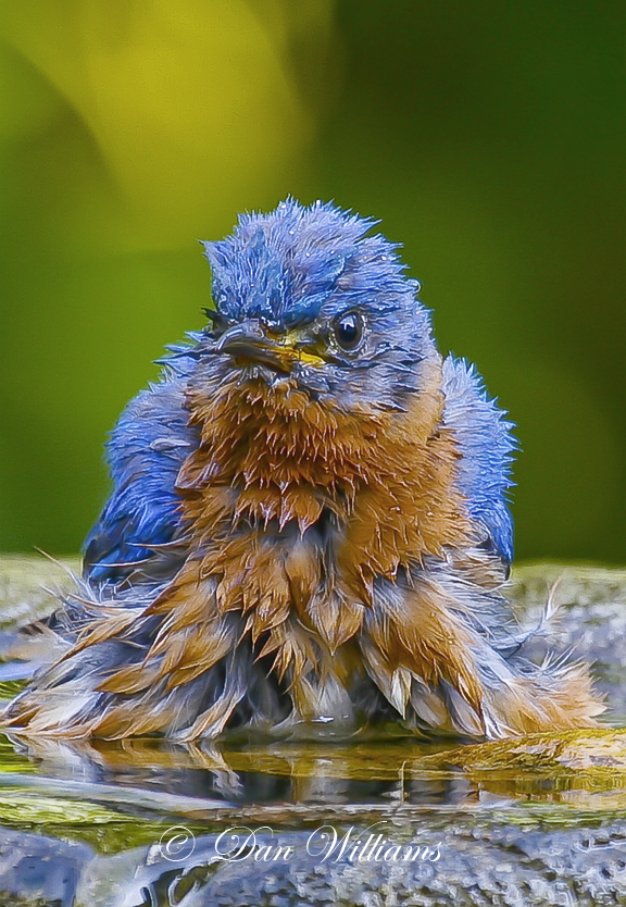 Dan Williams Bird Photography: Bluebirds in Spring