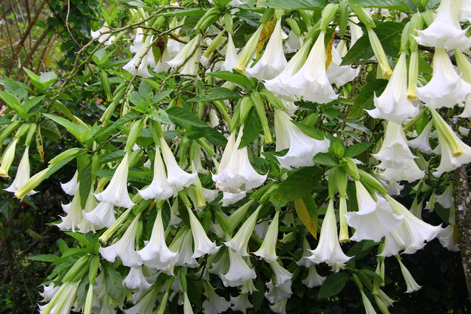 Menikmati Hujan, Teh Panas Dan Akinabalu Di Mile 36 Lodge, Kundasang ...