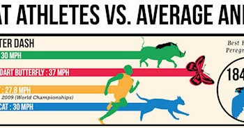 The Presurfer: Human Athletes Fare Versus Most Average Animals
