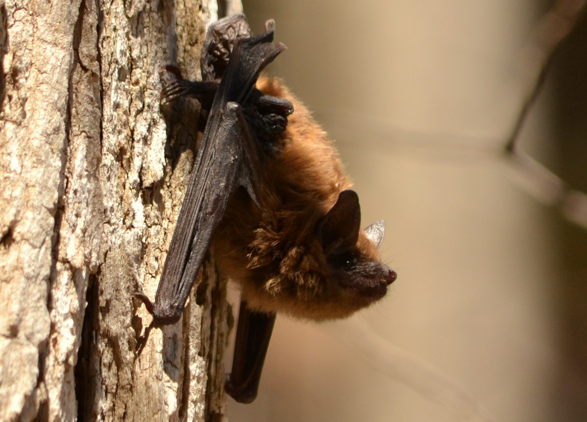 Woods Walks and Wildlife: Two Wonderful April Creatures, And Some ...