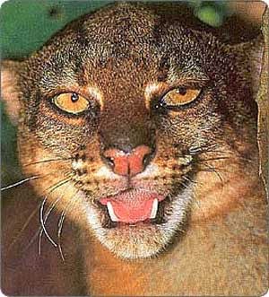 Kucing Berwarna Merah ini Hanya Ada di Kalimantan - Blog Polang