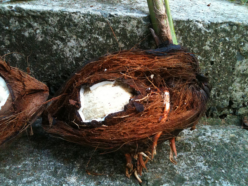 Naturally In The Virgin Islands: Harvesting Germinated Coconut