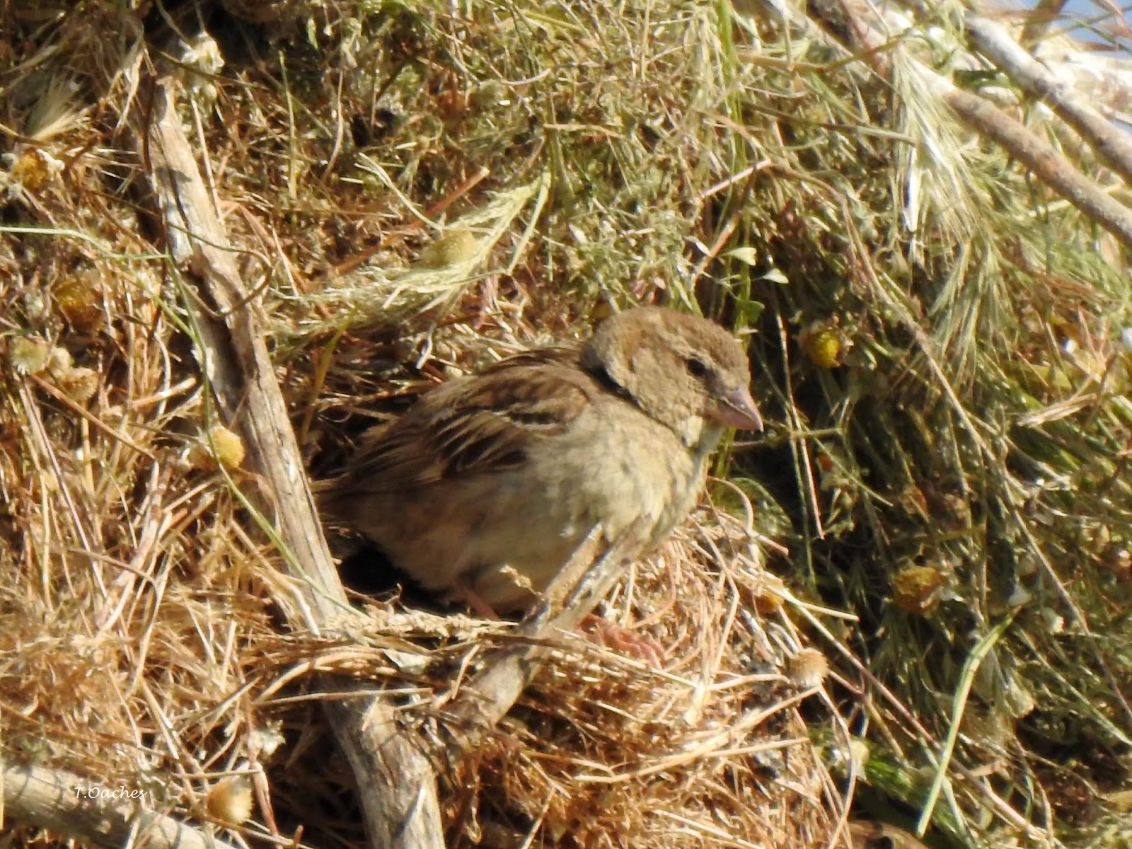 PASARI DIN ROMANIA: VRABIE NEGRICIOASA, Passer hispaniolensis