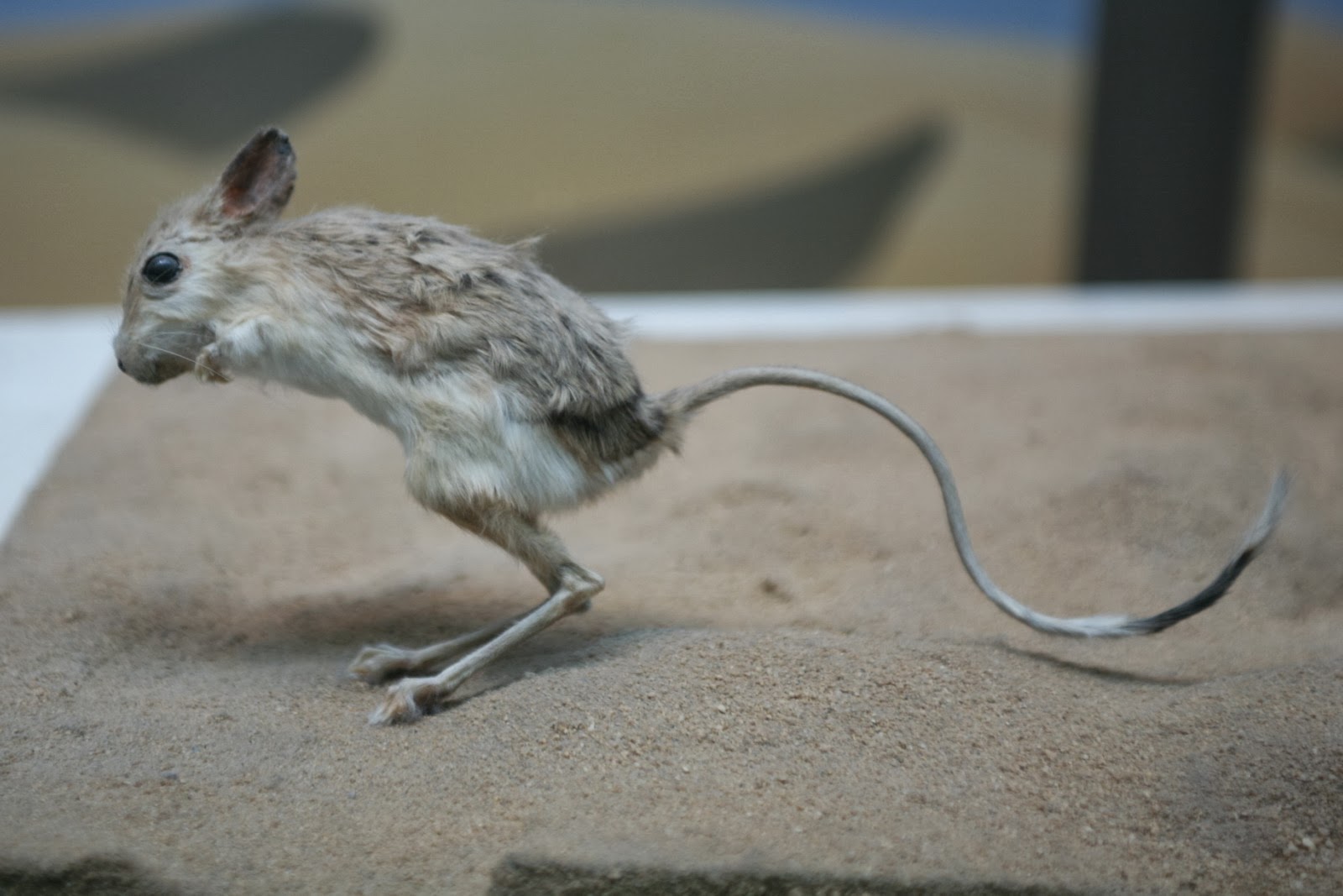 Jerbo de Egipto (Jaculus Jaculus)