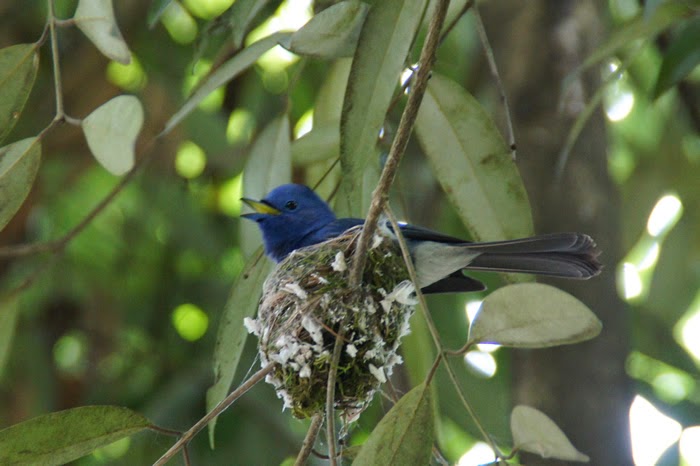 Safari Sri Lanka: Udawatta Kele Sanctuary - Biosphere reserve in Sri Lanka.