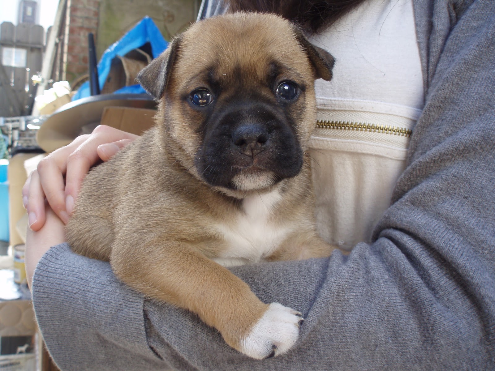 Nine reasons to rejoice!: Meet the MUGGINS (min pin-pug mixes!)