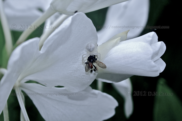 David Catoe Photography