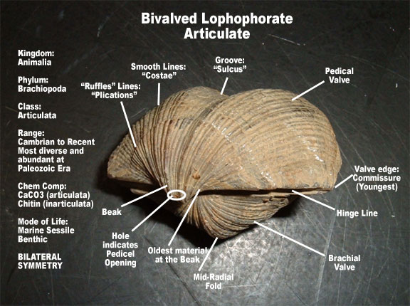 Brachiopoda ~ Dunia Hewan