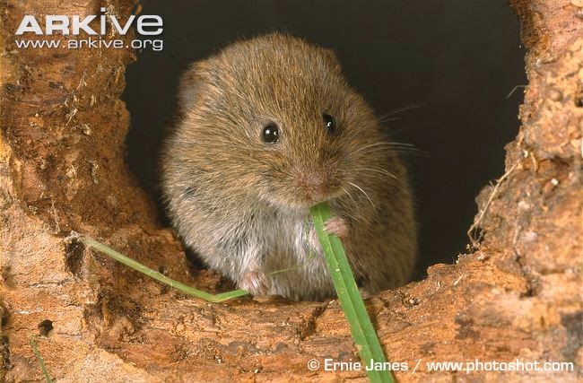 Variety of Life: Microtus