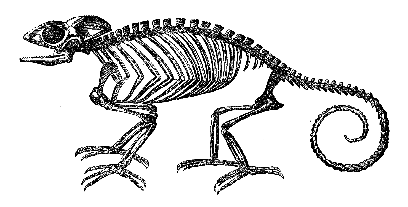 Digital Stamp Design: Digital Downloads Chameleon Reptile Antique ...