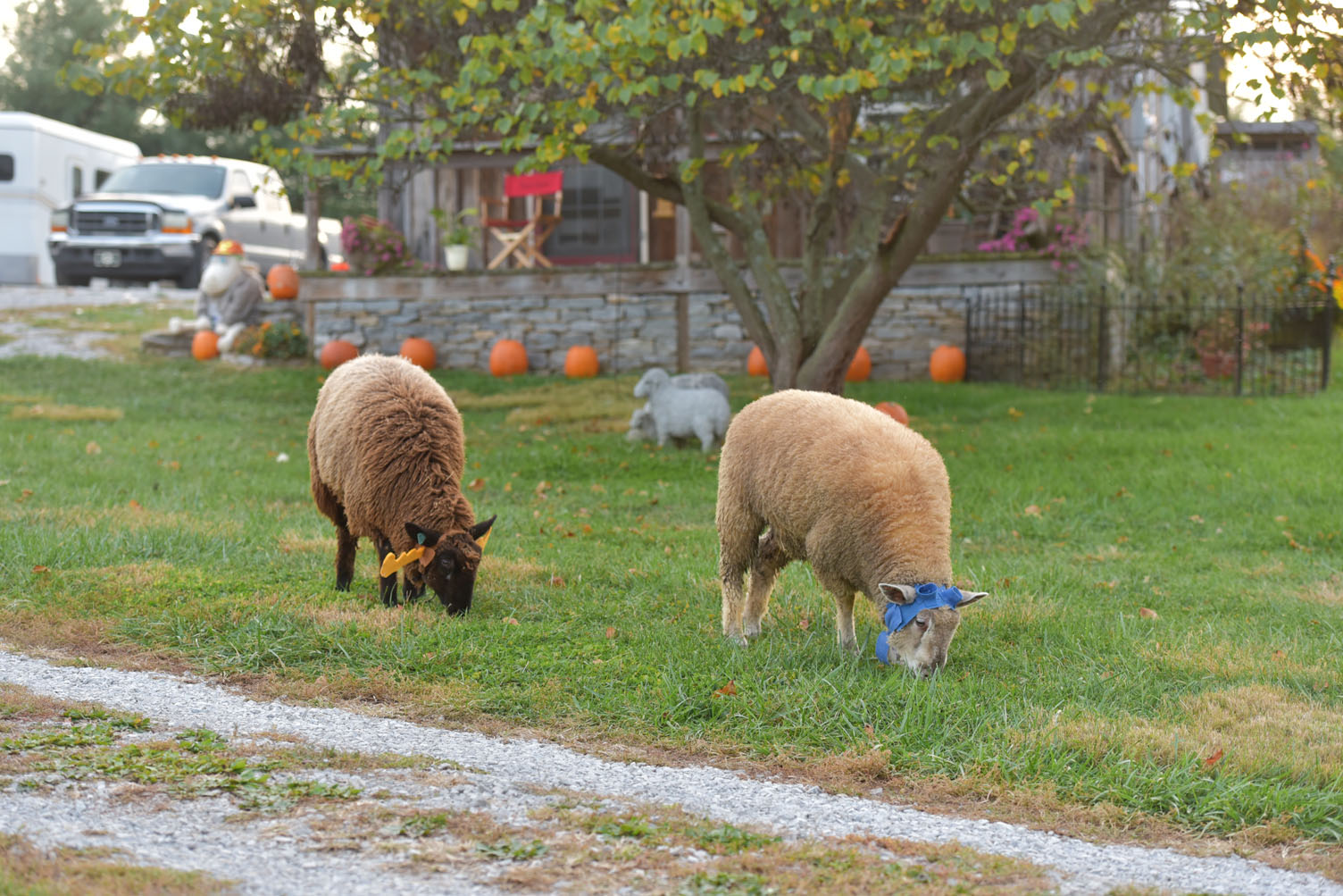 Punkin's Patch: Sheep Trick Or Treat