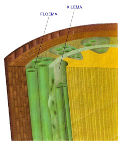 aprendiendo-prof.aly: HISTOLOGÍA VEGETAL