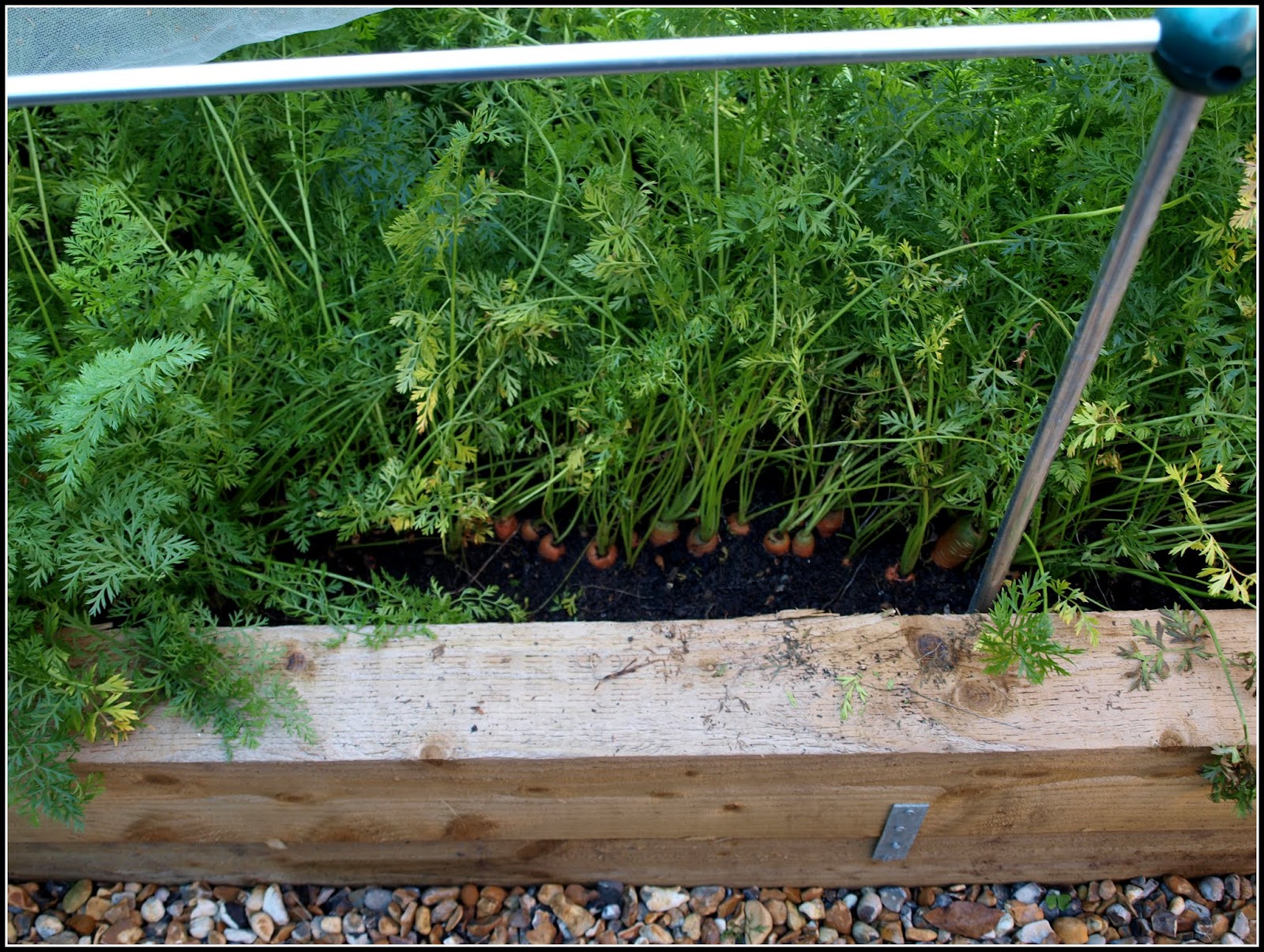 Mark's Veg Plot: Carrots - success!