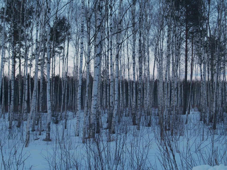 Estonian Nature Tours: Spring tracking