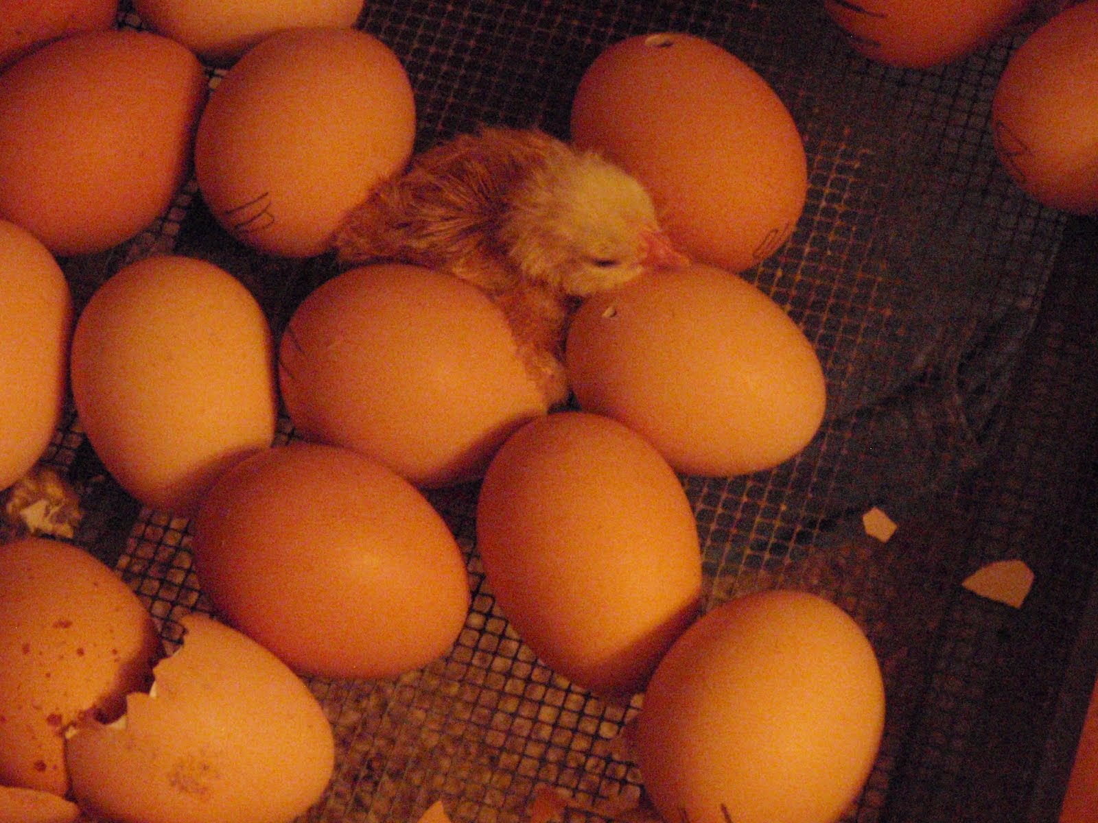 Journey School Stories: The Birth of a Chick
