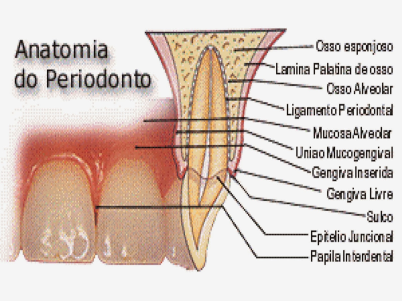 Periodonto; Espaço Biológico; Parodontium; Estruturas de Suporte Dentário