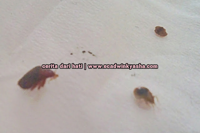 Bangking Menyerang [Tips Menghalau Pepijat]