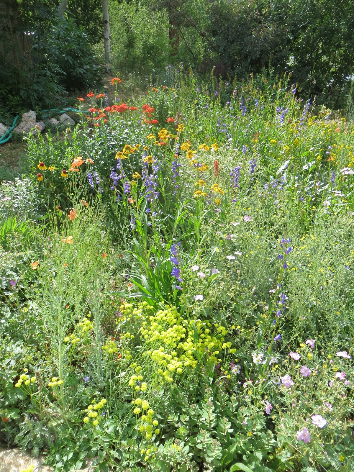 CO-Horts: Landscaping with Colorado Native Plants Conference