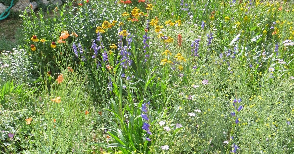 CO-Horts: Landscaping with Colorado Native Plants Conference