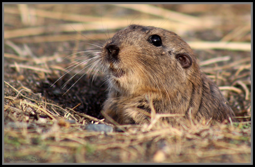 Beszamel i spółka bez ograniczeń: Tukotuko z pozostałych krajów Ameryki ...