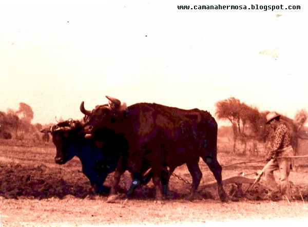 Camaná hermosa: La yunta y el arado