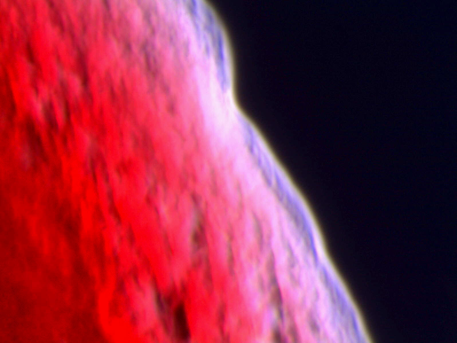 la lumière du sang: the blood's light