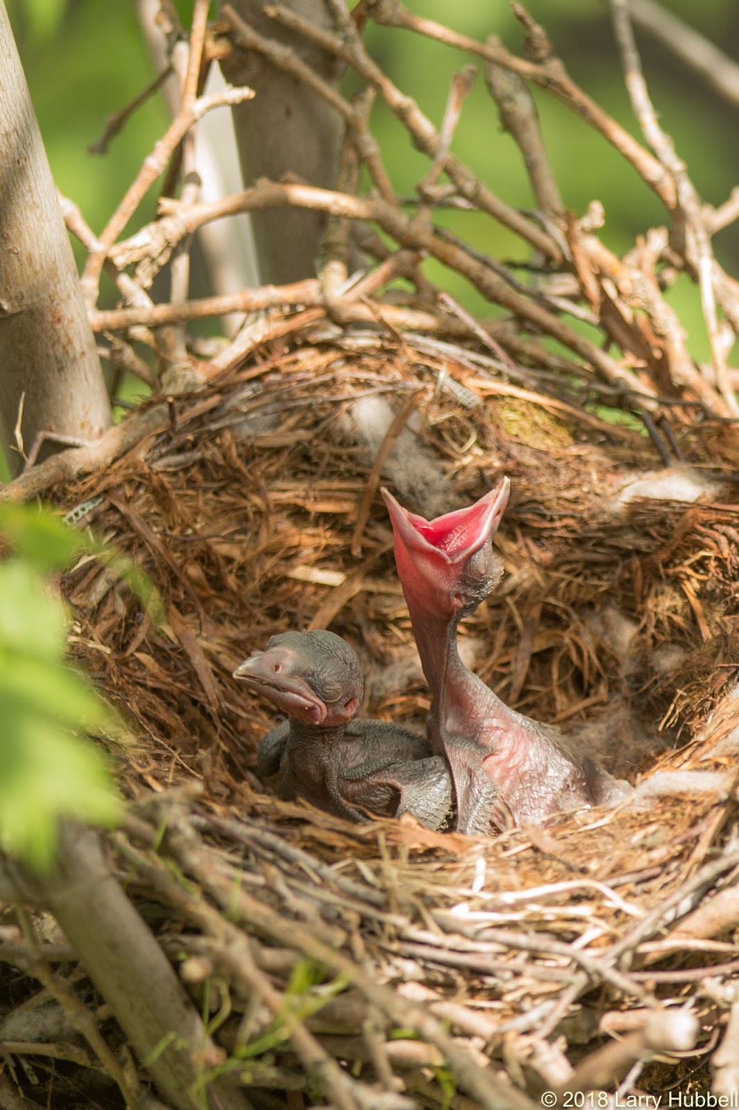 Union Bay Watch : Baby Crows