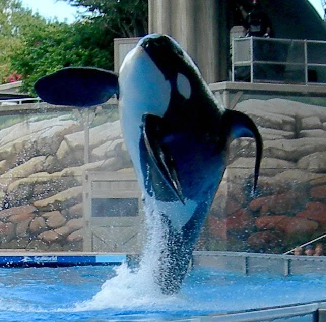 View topic - .:RIP Tilikum:. - Chicken Smoothie