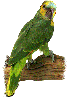 Animation Bundle: Animated Parrots Chirping About Parrot Gif and Parrot ...