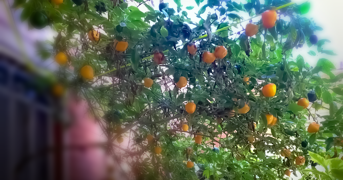 Chile manzano (Capsicum pubescens)