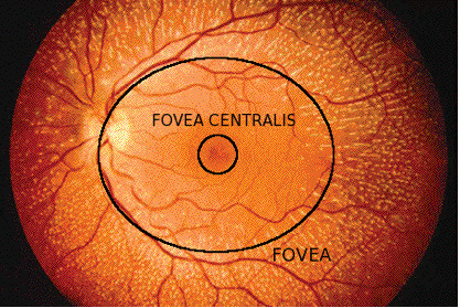 Fovea: The Pitfalls of Vission
