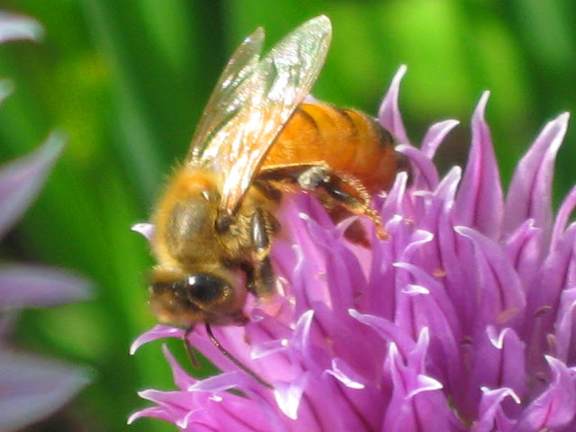 Strathcona Beekeepers' Library: Vancouver Bee Plants