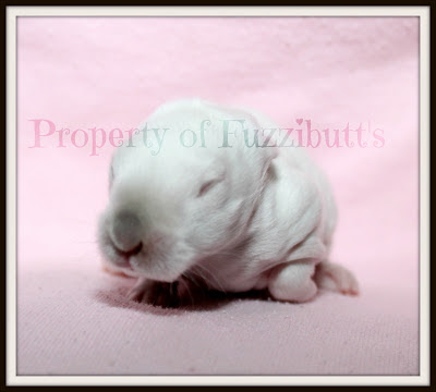 Fuzzibutt's Rabbitry: Californian Rex at 9 Days Old