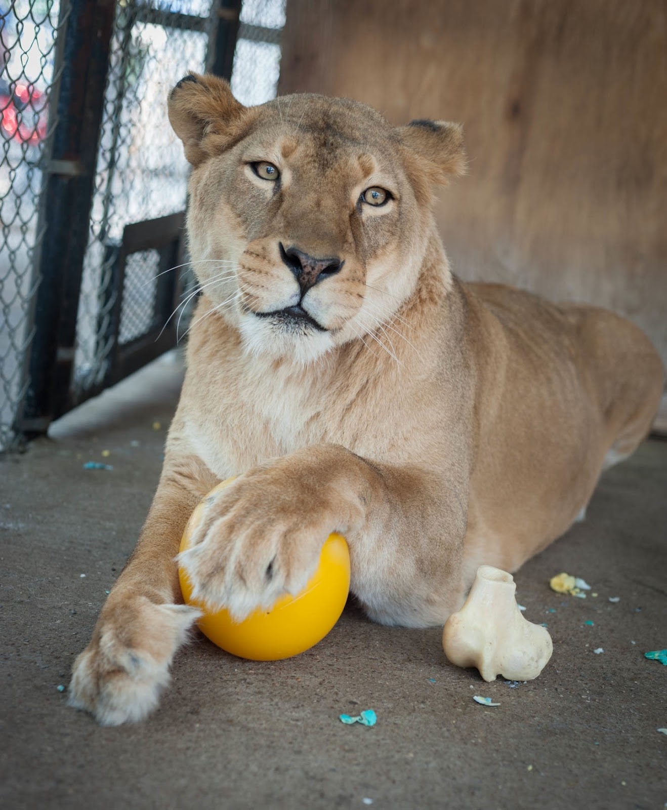 In-Sync Exotics' Cat Tales: An Education in Human Behavior!