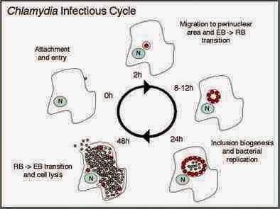 chlamydia prevention and treatment ~ infectious diseases