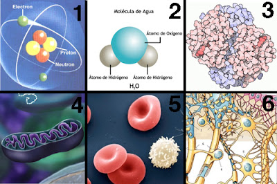 Biologia: INTRODUCCIÓN AL ESTUDIO DE LA CÉLULA