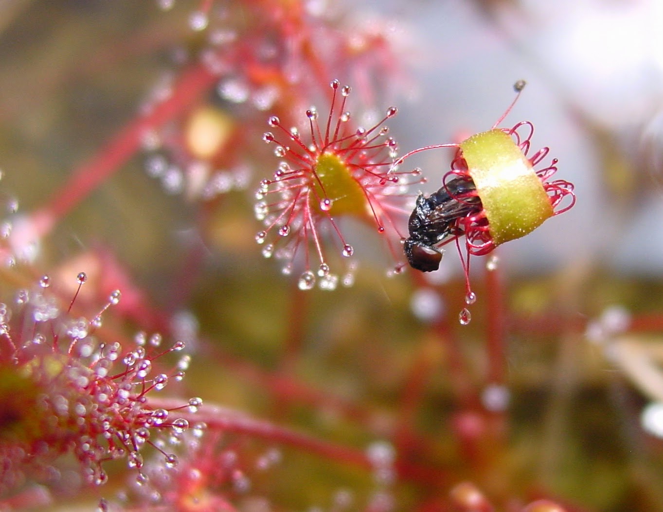 Materia Medica Folio : Drosera longifolia